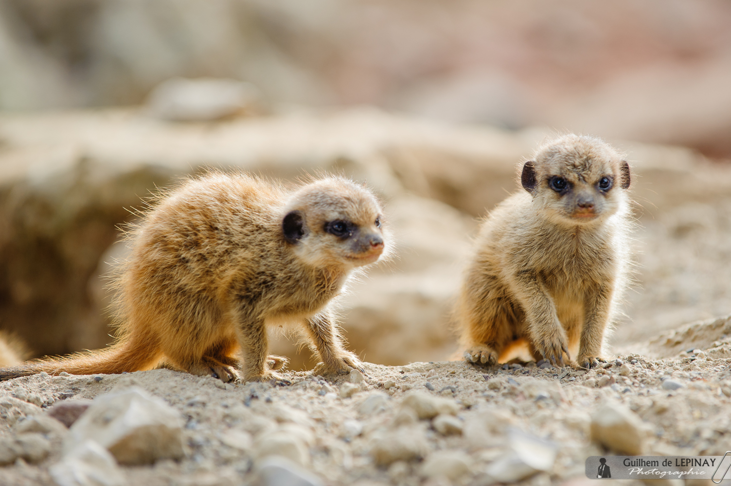 Photos de bébés suricate au zoo de Mulhouse - Photo Guilhem de Lépinay
