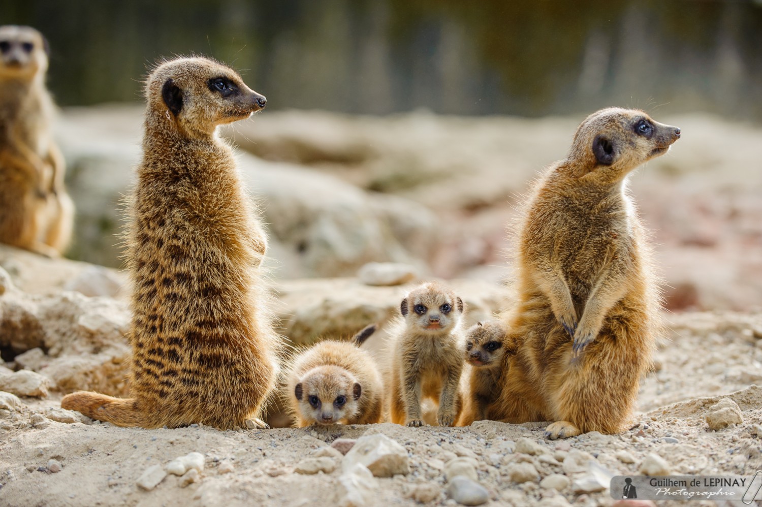 Photos de bébés suricate au zoo de Mulhouse - Photo Guilhem de Lépinay