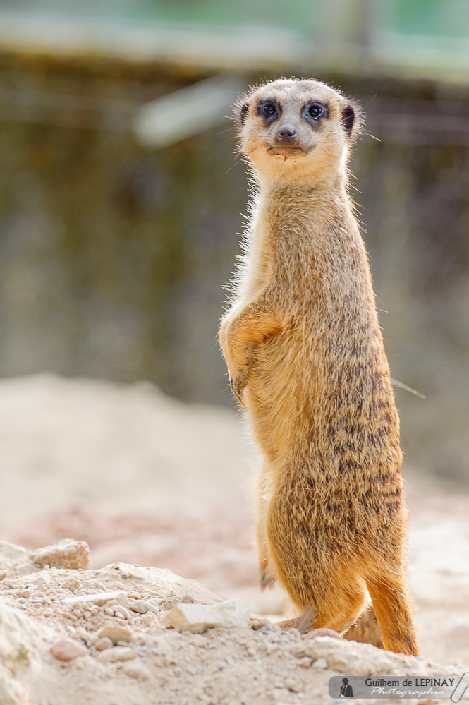 Photos de bébés suricate au zoo de Mulhouse - Photo Guilhem de Lépinay