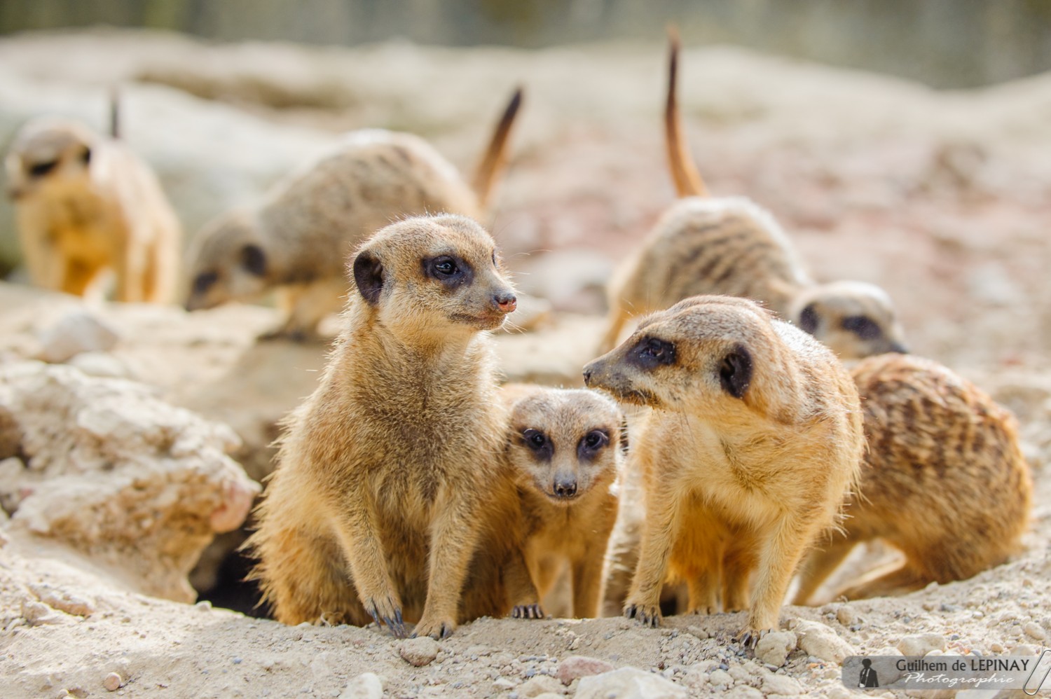 Photos de bébés suricate au zoo de Mulhouse - Photo Guilhem de Lépinay