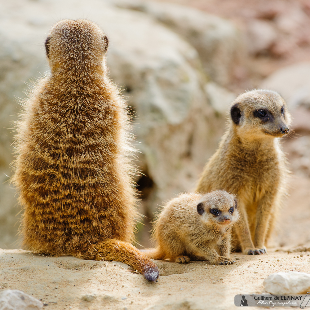 Photos de bébés suricate au zoo de Mulhouse - Photo Guilhem de Lépinay