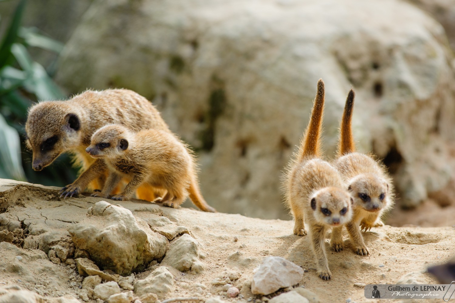 Photos de bébés suricate au zoo de Mulhouse - Photo Guilhem de Lépinay