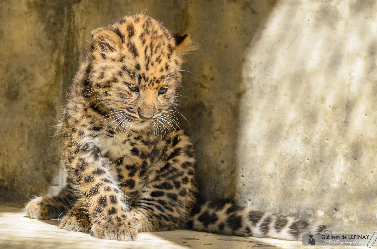 Naissance de bébé panthère de l'Amour du Zoo de Mulhouse